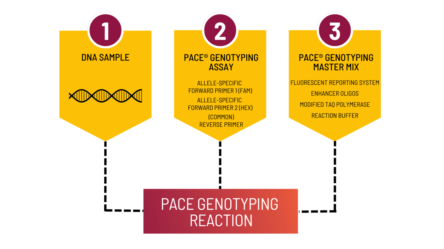 PACE® Genotyping Assay | 3CR Bioscience