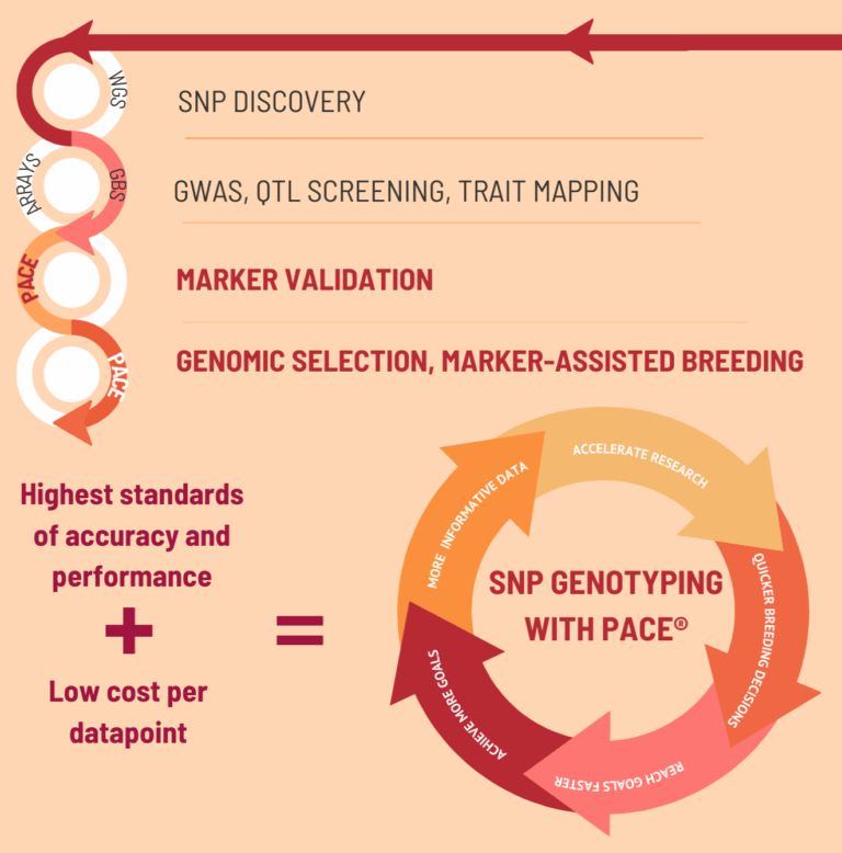 PCR Genotyping: Your Easy Guide to Genetic Analysis
