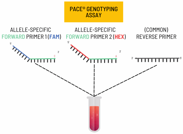 What is a PCR Master Mix? Components & Functions Explained